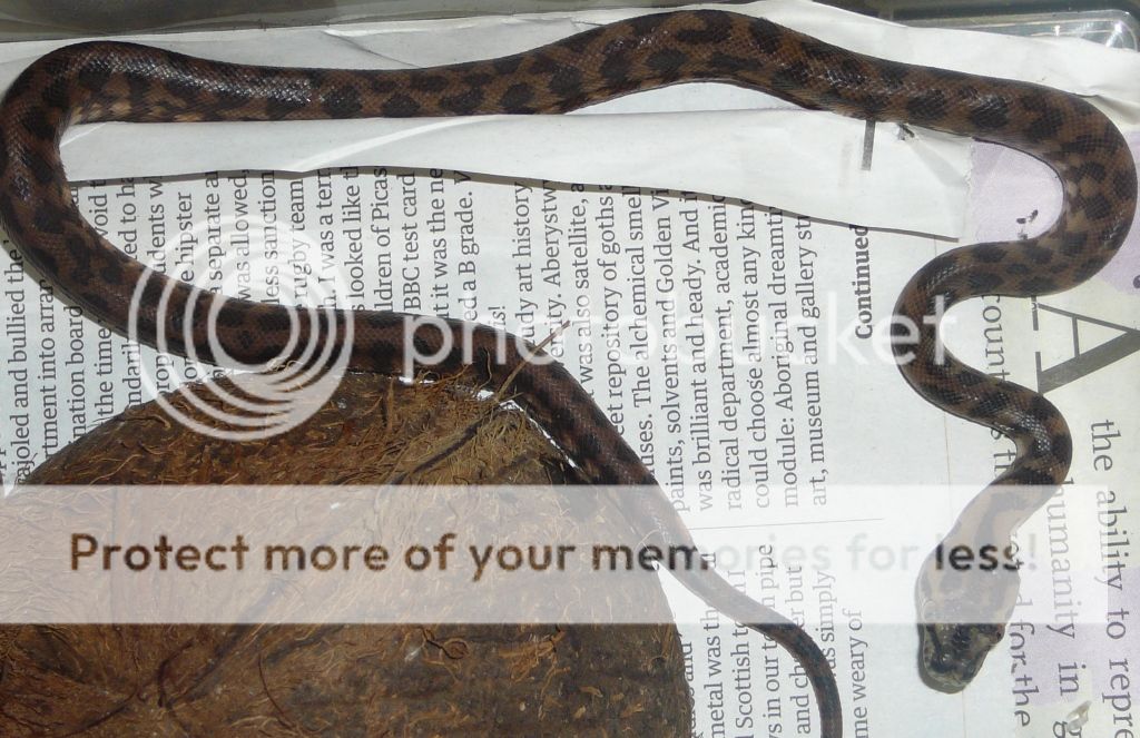 Irian Jaya Carpet Python hatchlings | Reptile Forums