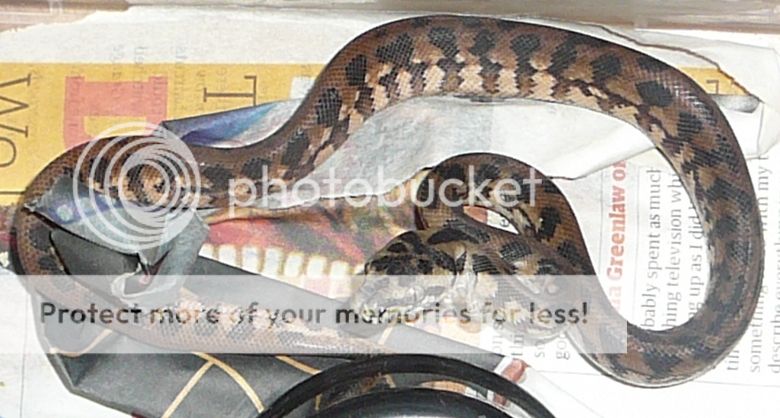 Irian Jaya Carpet Python hatchlings | Reptile Forums