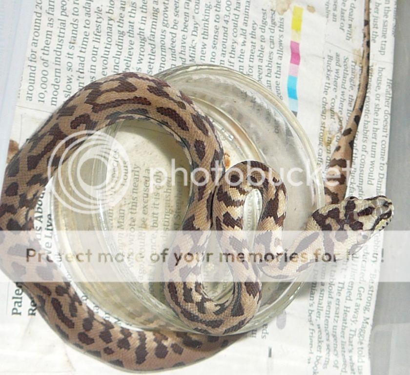 Irian Jaya Carpet Python hatchlings | Reptile Forums