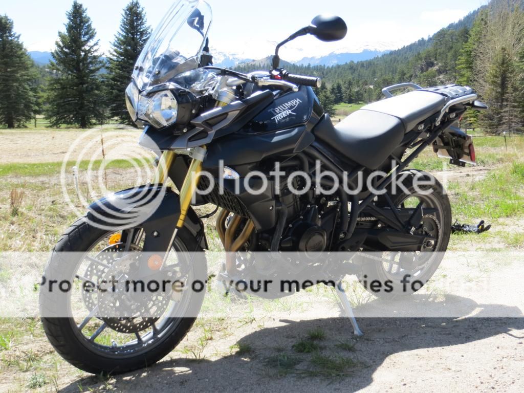 I Have Officially Arrived In The Tiger Forum | Triumph Rat Motorcycle ...